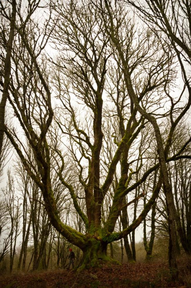 Heritage Trees | Corvallis Oregon