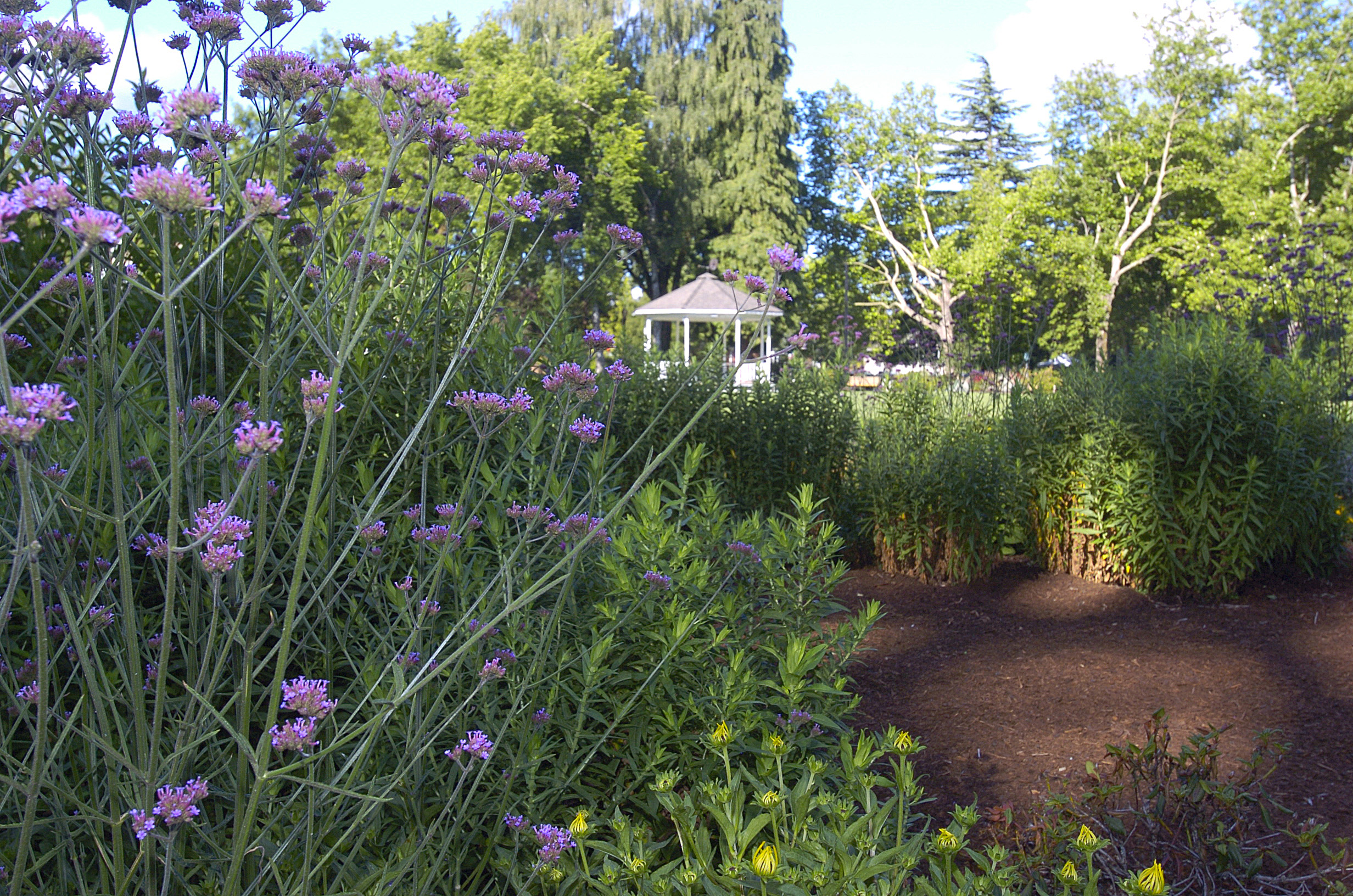 Central Park | Corvallis Oregon