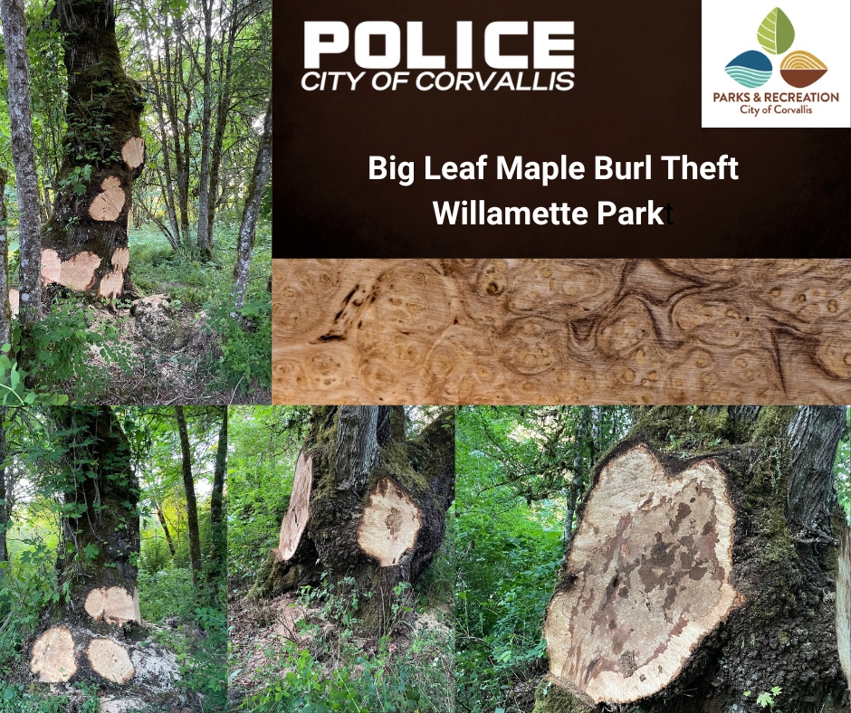 Maple Burl Thefts in Willamette Park | Corvallis Oregon