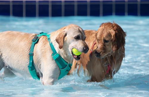 Osborn Aquatic Center | Corvallis Oregon