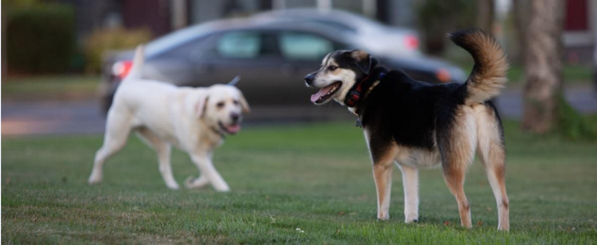 Dogs in the Parks | Corvallis Oregon