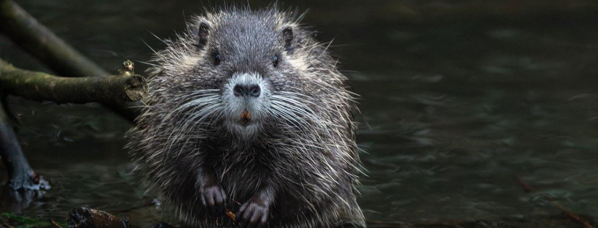 Living with Beavers | Corvallis Oregon