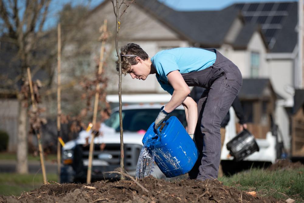 Neighborhood Tree Stewards | Corvallis Oregon