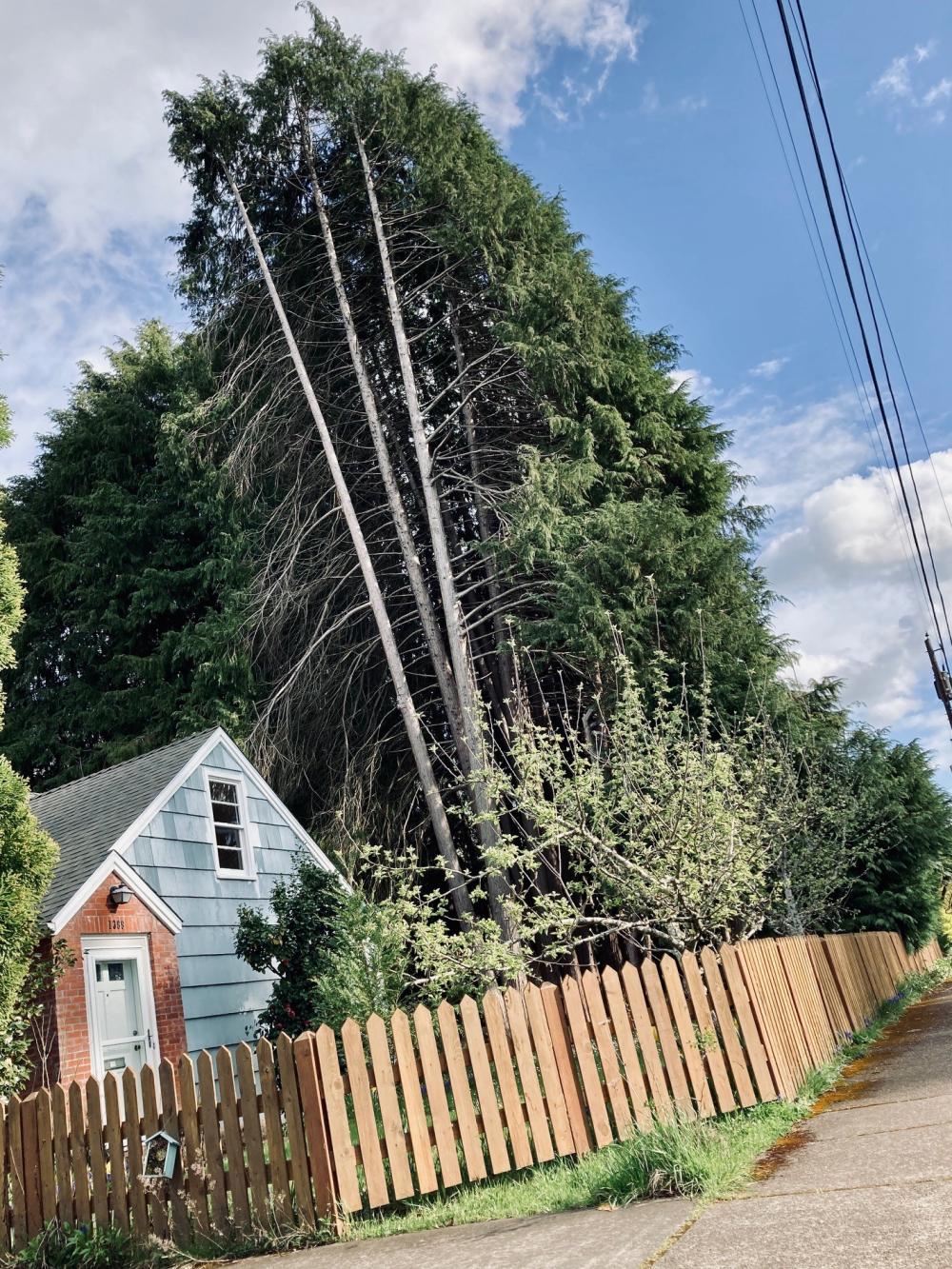 Trees - Urban Forestry | Corvallis Oregon