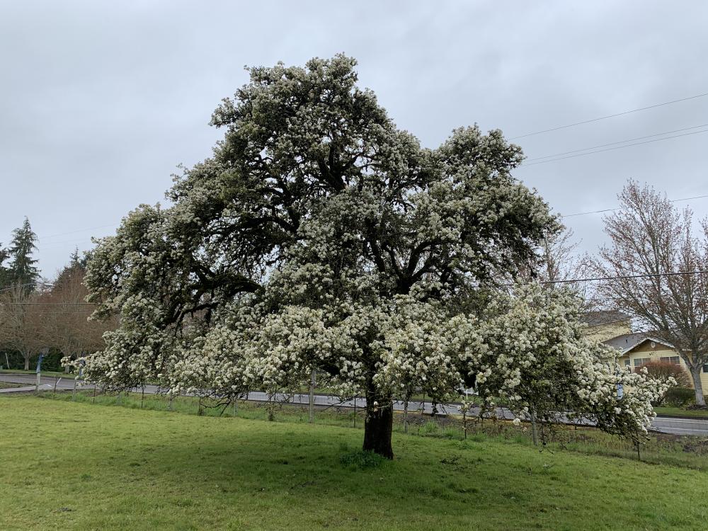 Trees - Urban Forestry | Corvallis Oregon