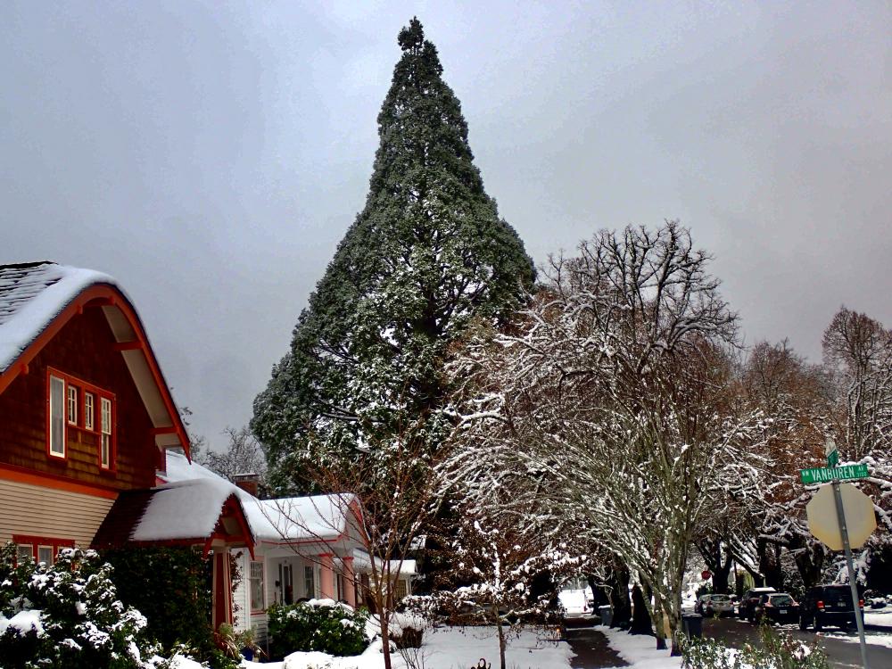 Trees - Urban Forestry | Corvallis Oregon