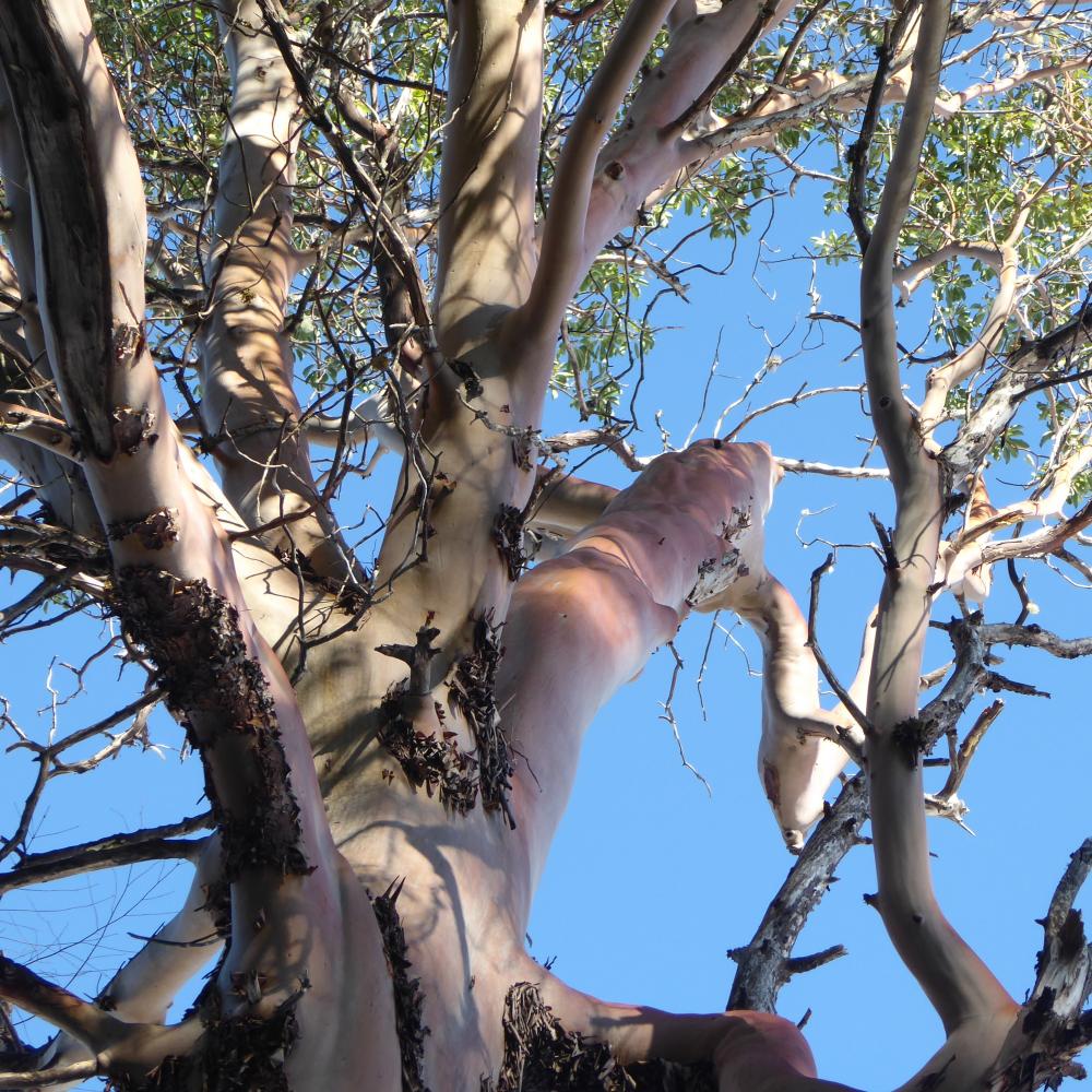 Trees - Urban Forestry | Corvallis Oregon