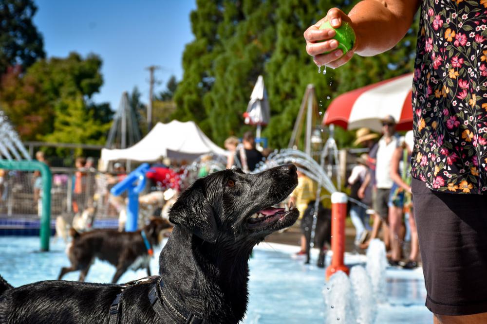 Dog Day! | Corvallis Oregon