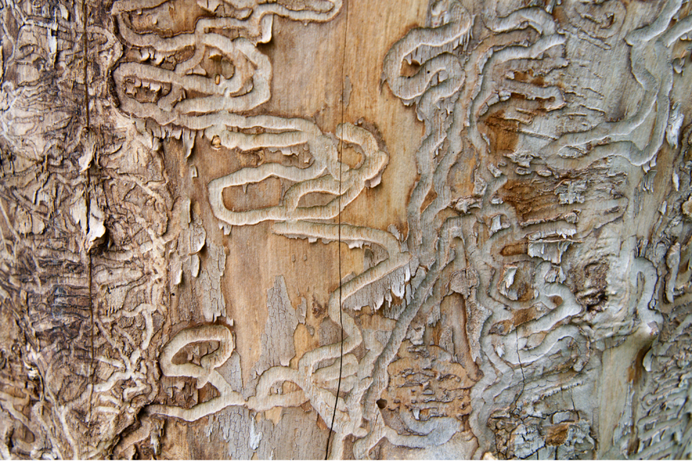 Emerald Ash Borer | Corvallis Oregon