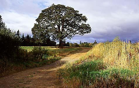 Herbert Farm & Natural Area | Corvallis Oregon